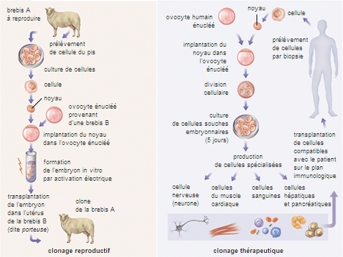 clonage de clone - LAROUSSE