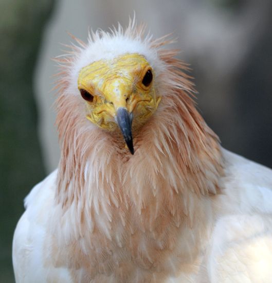 vautour latin populaire * vultorem du latin classique vultur -uris ...