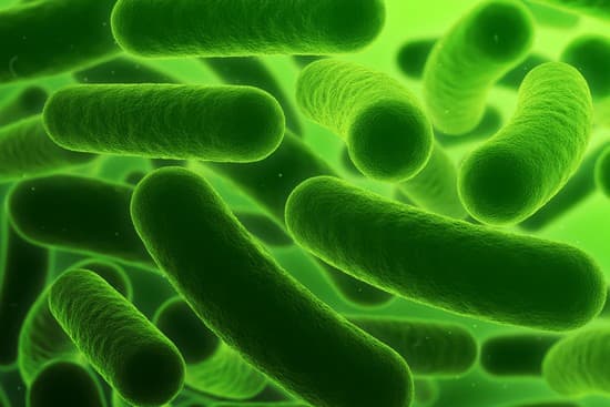 Bactérie – Média LAROUSSE