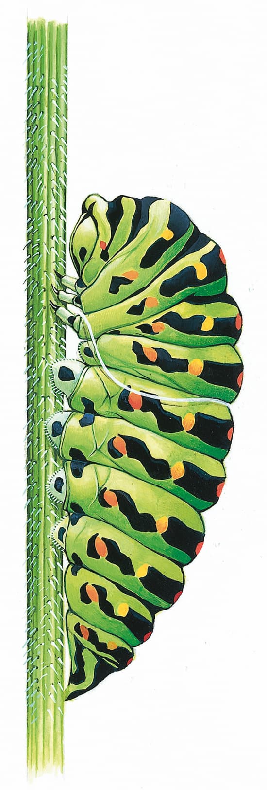 métamorphose latin metamorphosis du grec metamorphôsis - LAROUSSE