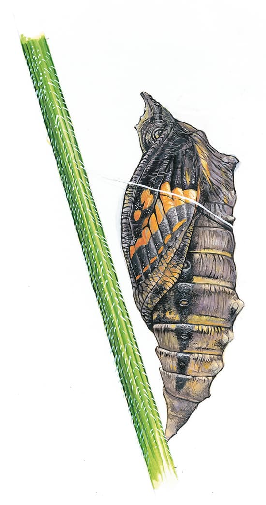 métamorphose latin metamorphosis du grec metamorphôsis - LAROUSSE