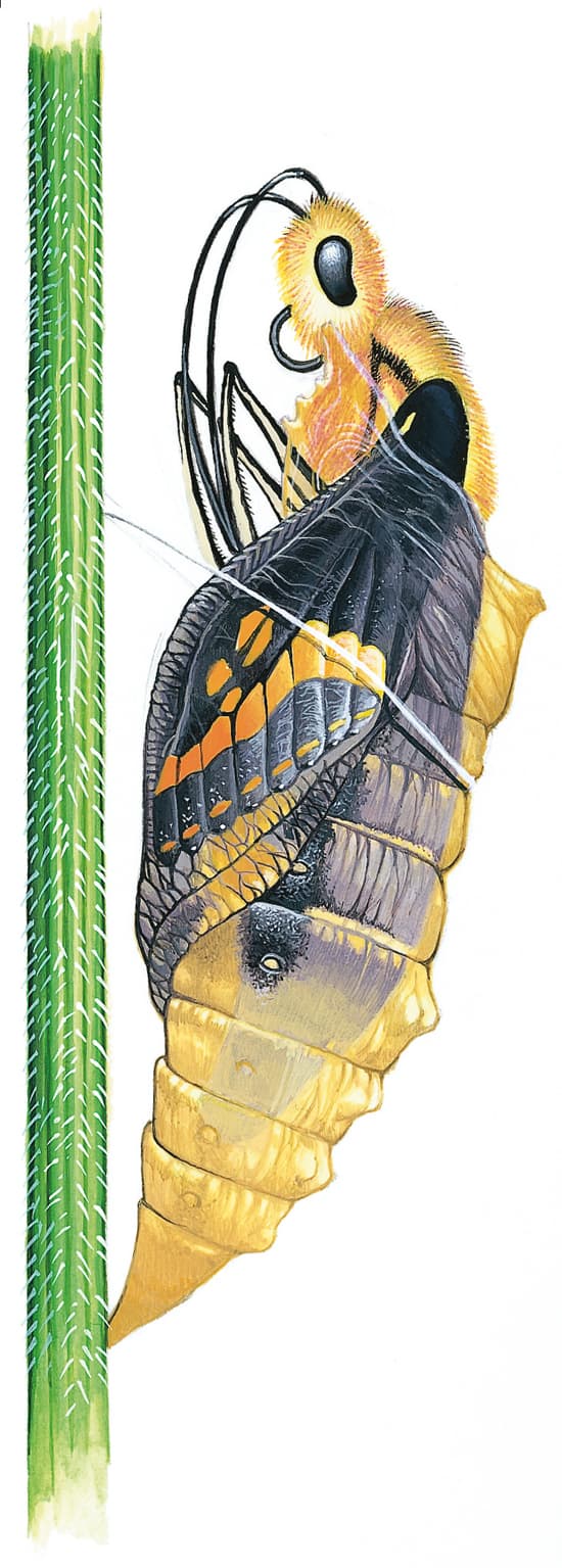 métamorphose latin metamorphosis du grec metamorphôsis - LAROUSSE