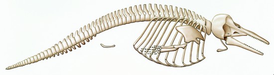 Squelette de marsouin – Média LAROUSSE