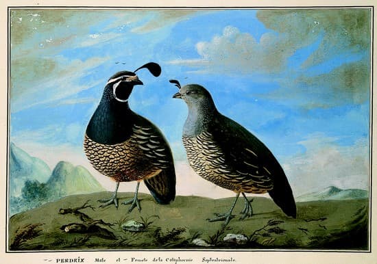 Perdrix mâle et femelle de la Californie – Média LAROUSSE