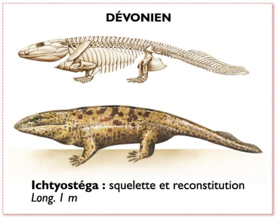 extinction latin exstinctio -onis de exstinguere éteindre - LAROUSSE
