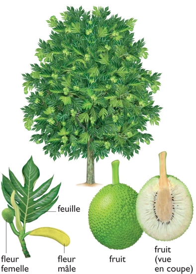 L'arbre à pain – Média LAROUSSE