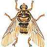 mouche latin musca - LAROUSSE