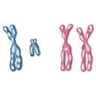 gonosome ou hétérochromosome - LAROUSSE
