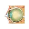 œil ou globe oculaire - LAROUSSE