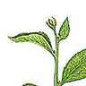 Structure d'une plante à fleurs – Média LAROUSSE