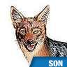 chacal - LAROUSSE