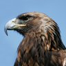 aigle royal - LAROUSSE