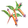 Fleur cigarette – Média LAROUSSE