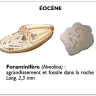 alveolina, foraminifère de l'éocène – Média LAROUSSE